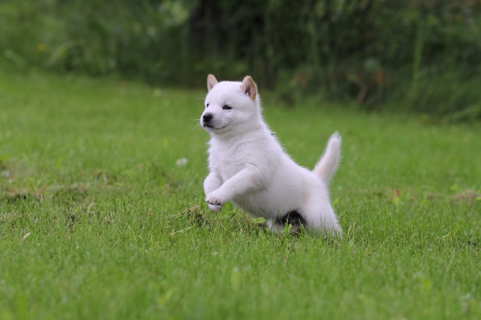 Hokkaido Ken Database