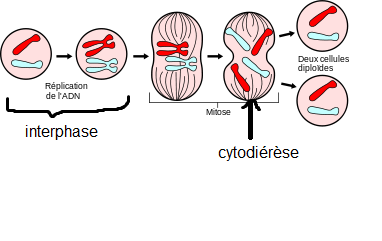 Techniques d'obtention du caryotype - techniques de Banding - Génétique ...