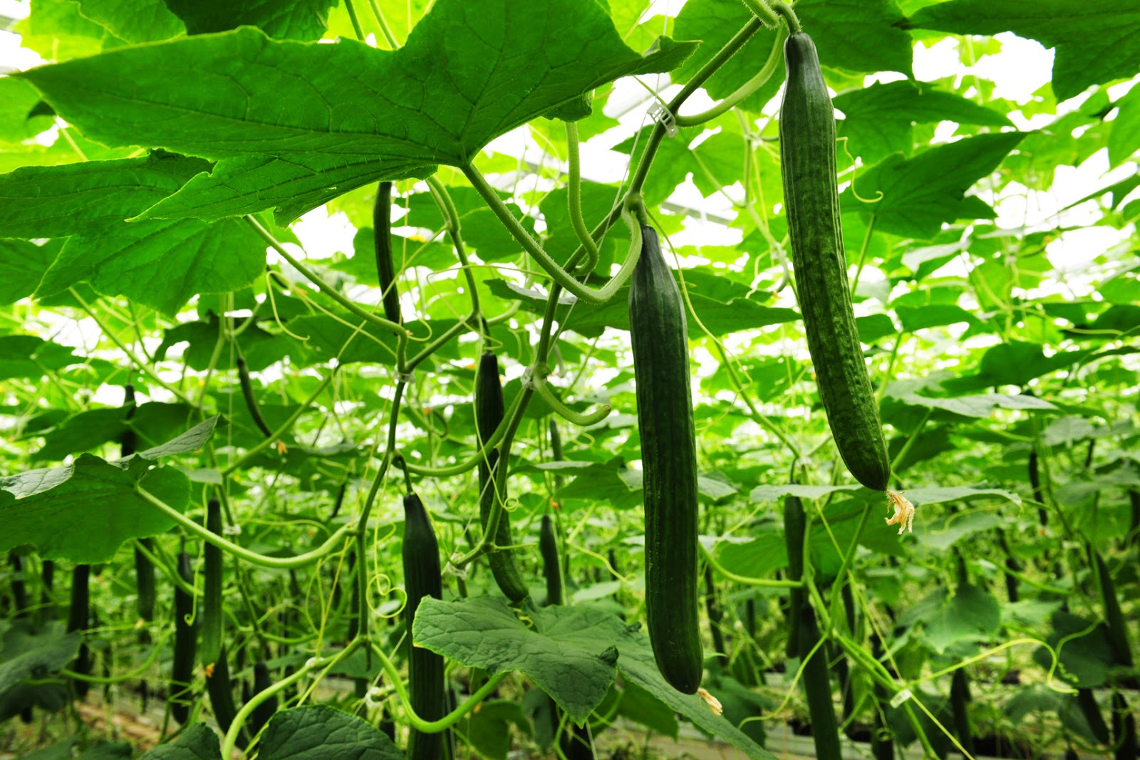 Zuinigaan: Komkommer