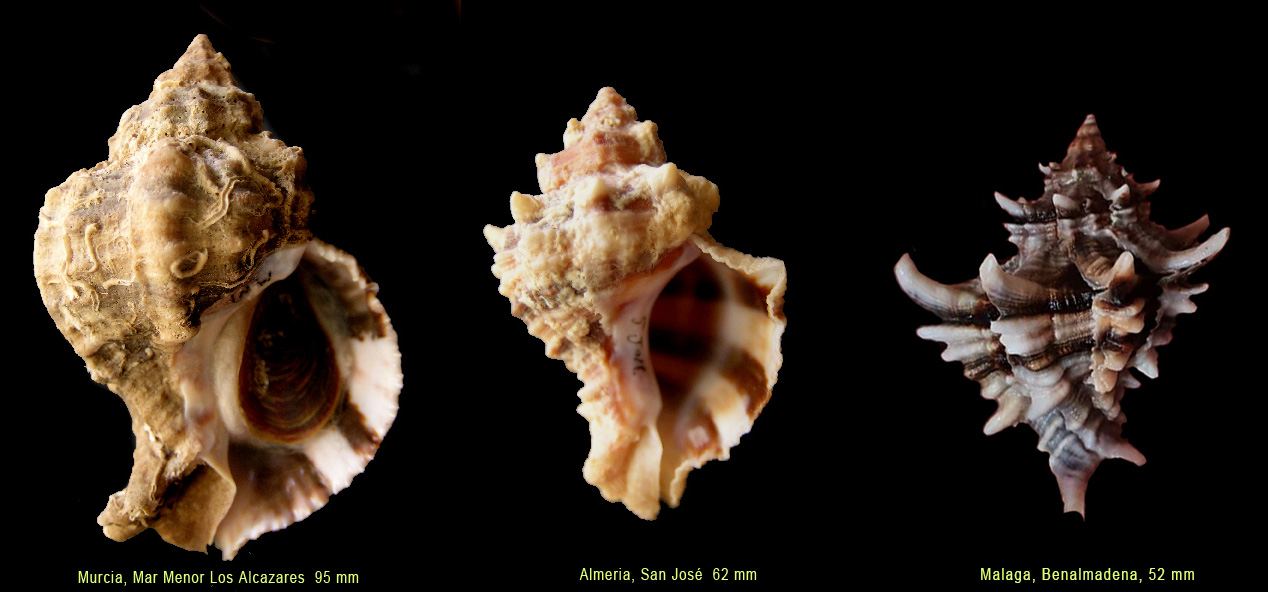 MALACOLOGÍA MEDITERRÁNEA: MURICIDAE