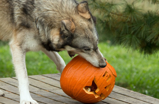 White Wolf : Amazing moments at the annual Pumpkin Party in Wolf Park ...