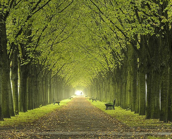 The Road Lined with Trees | enjoywithluh