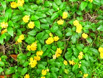 Lantana Gold-Verbenas-Kaha Baloliya | SL Flora