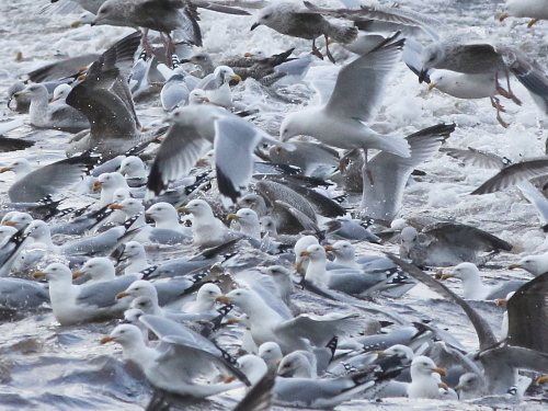 Birding North Unst: 12th March 2021 Unst & Yell W6 Overcast