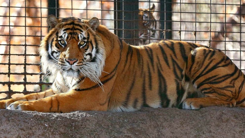 English Notes A Tiger In The Zoo english-notes-a-tiger-in-the-zoo