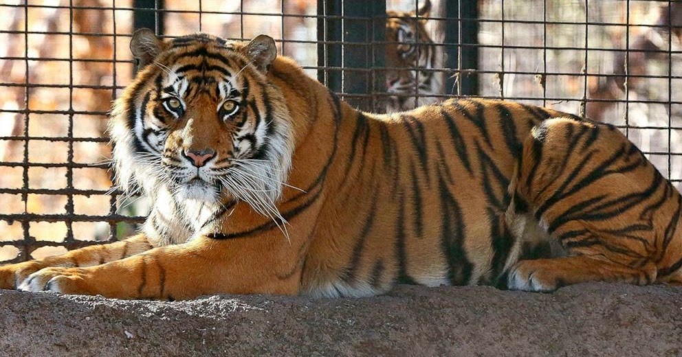 English Notes A Tiger In The Zoo English Notes A Tiger In The Zoo
