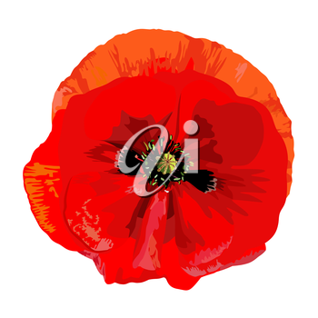 2 Collections of Poppy Illustrations - Clipart Blog