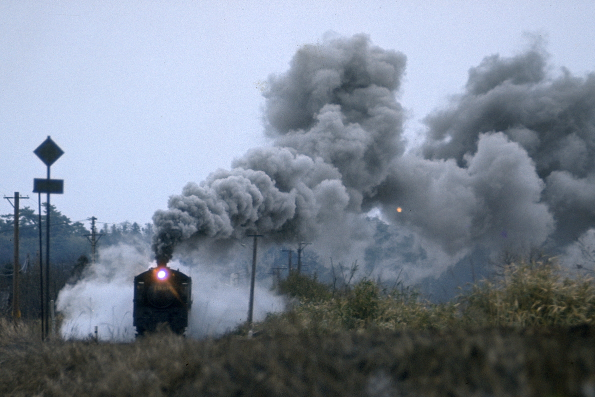 momoのとり撮る日々