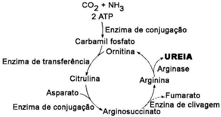 Exercícios - Sistema excretor - Beth Biologia