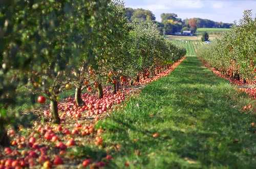 Places to visit in Oakland County: Long Family Orchard Farm and Cider Mill
