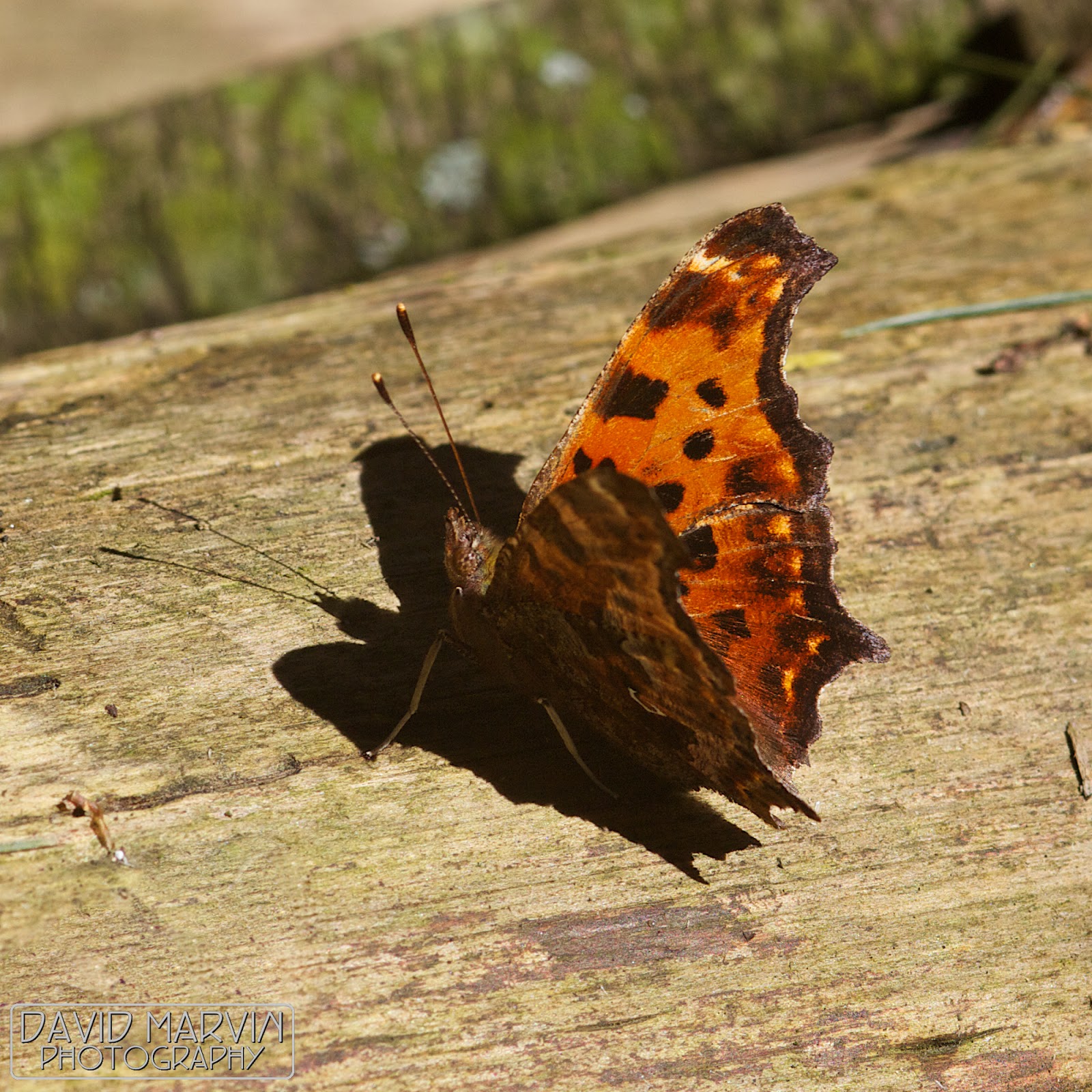 David Marvin Photography - Lansing, Michigan: Early Spring Butterflies