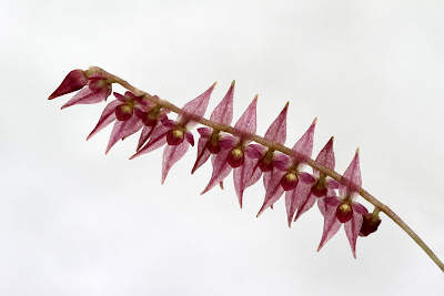 Orchids in Bloom: Lepanthopsis vinacea