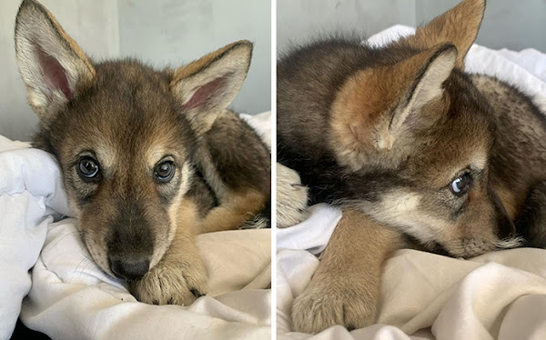 White Wolf : Abandoned wolf pup adopted by a Russian woman now live ...
