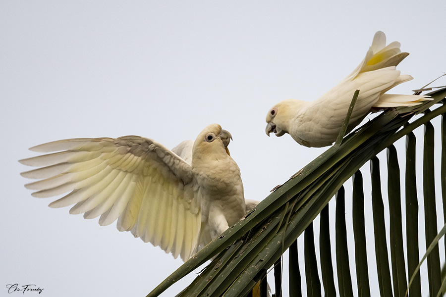 The Chiwit Chronicles: The 5th PPUR International Bird Race Day 1 ...