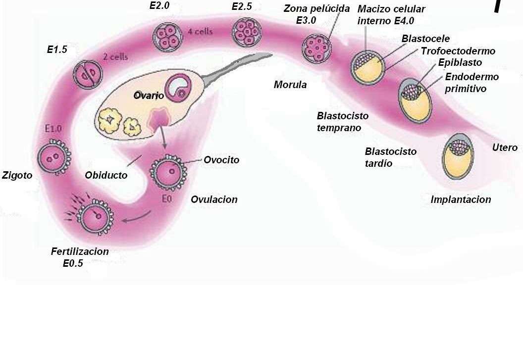 Lauti Newlands: Glosario: Biologia