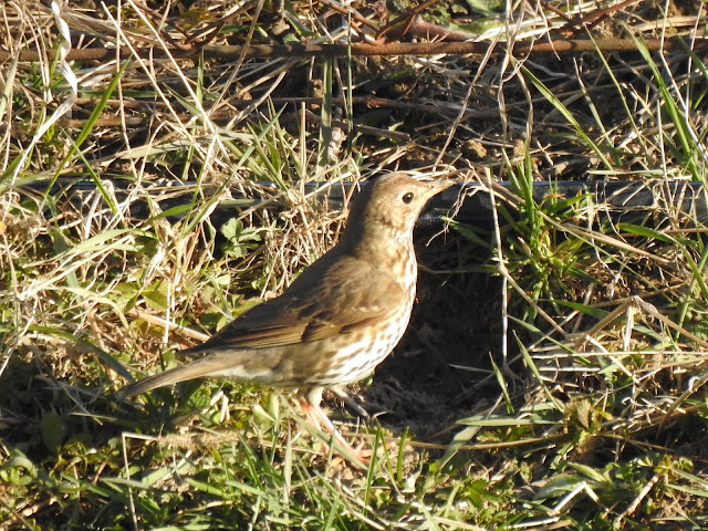 PASARI DIN ROMANIA: STURZ CANTATOR, Turdus philomelos