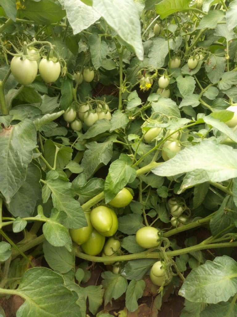 Mbolea kwenye kilimo cha Nyanya