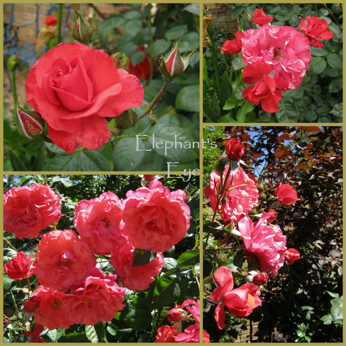 Elephant's Eye: Autumn Fire at Paradise and Roses