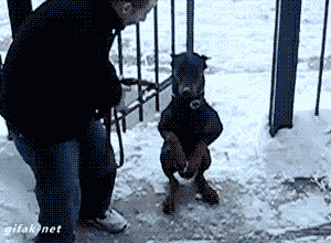 Chuck's Fun Page 2: Fifteen animal GIFs