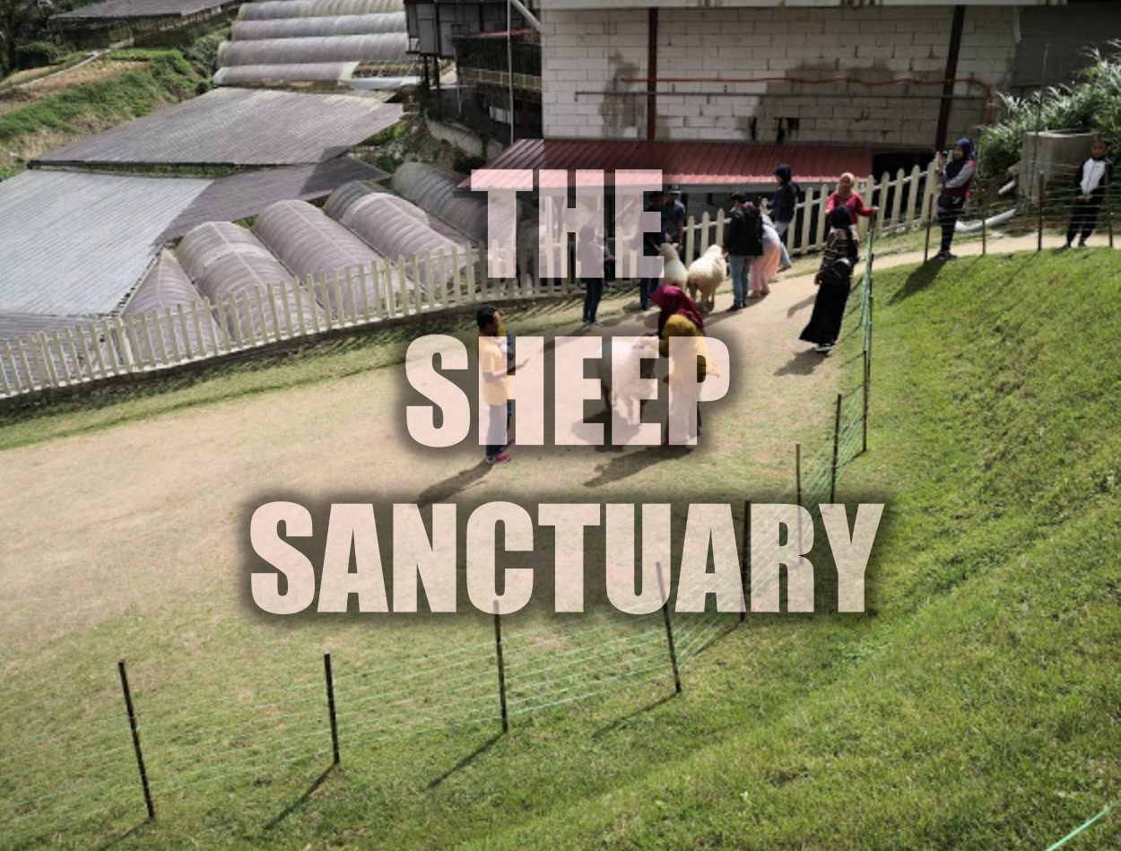 THE SHEEP SANCTUARY, CAMERON HIGHLANDS - Hi5 the world