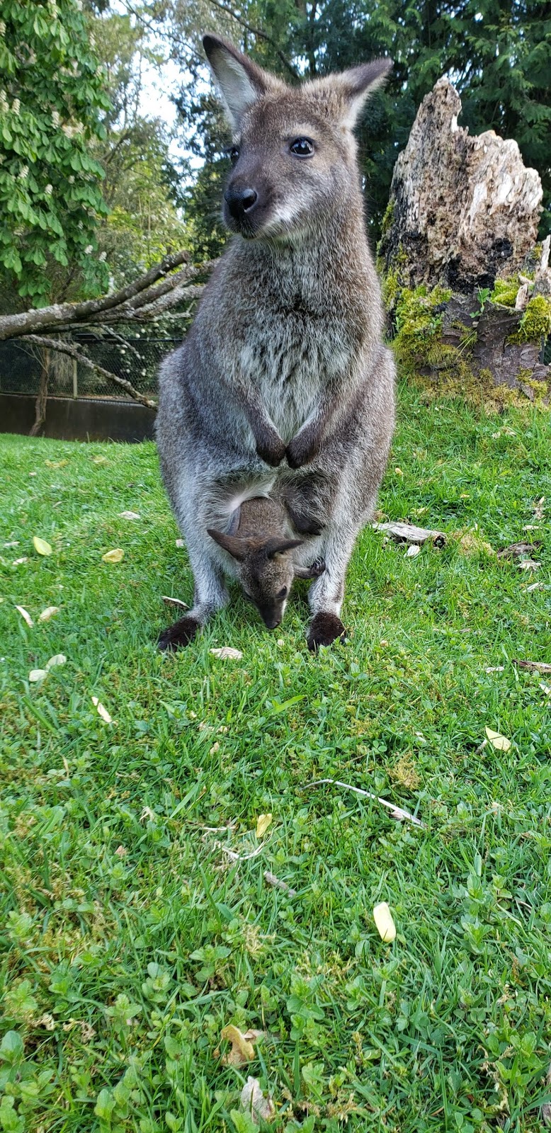 A bundle of joey! Meet our precious wallaroo and wallaby babies!