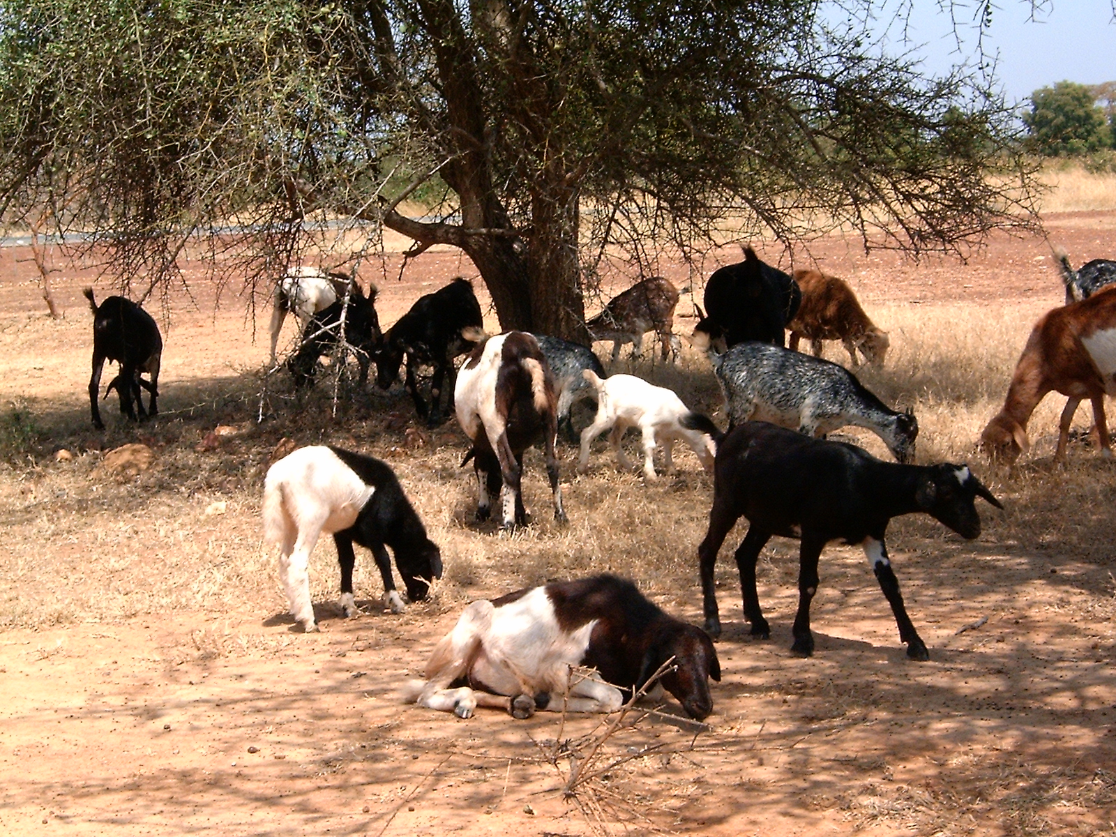 du goutez moi ca a la cuisine africaine