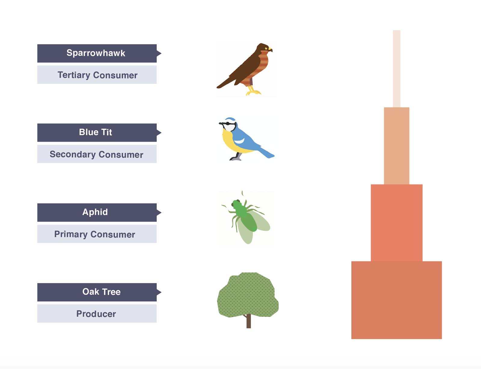 IGCSE Biology 2017: 4.7: Understand the Concepts of Food Chains, Food ...