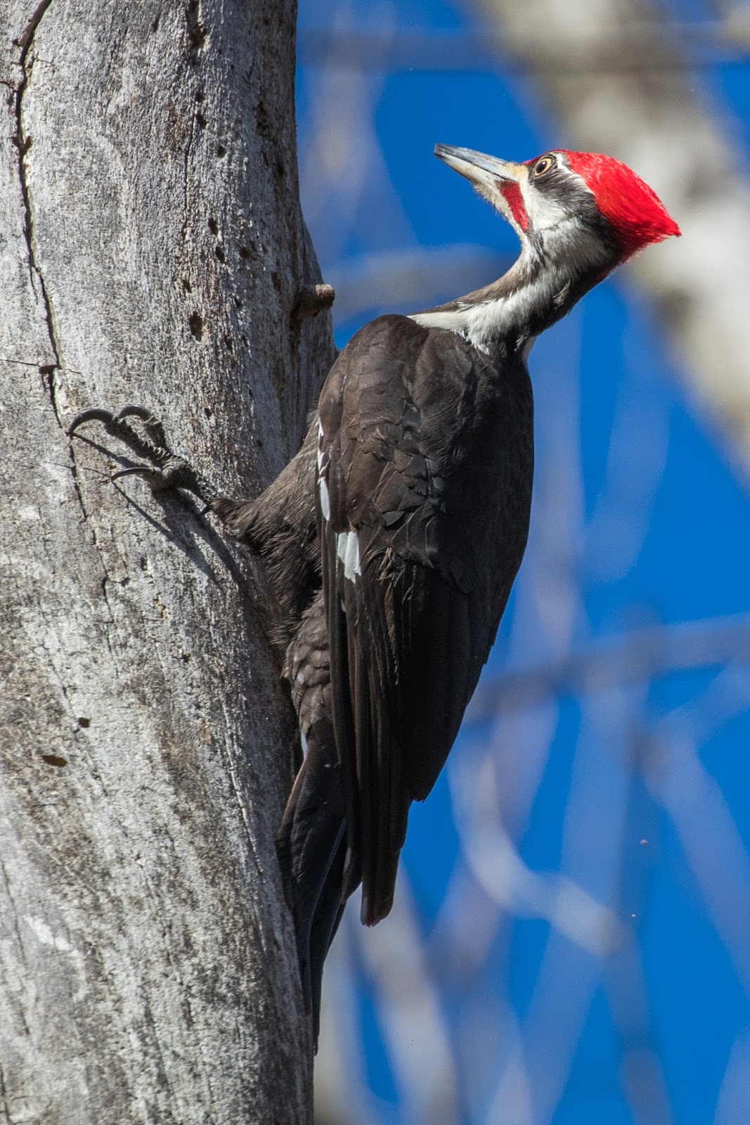 Beauty of Nature : Dryocopus Pileatus (Pileated Woodpecker)