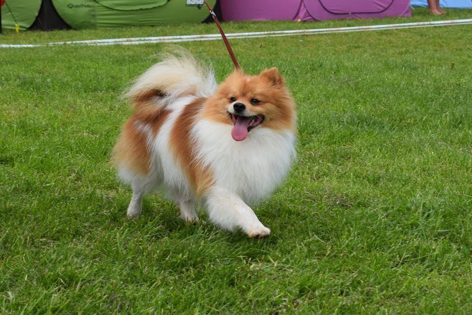 Dreamwishes Blogg: Valpar Väntas, Tysk Spets Mittel- Kleinspitz