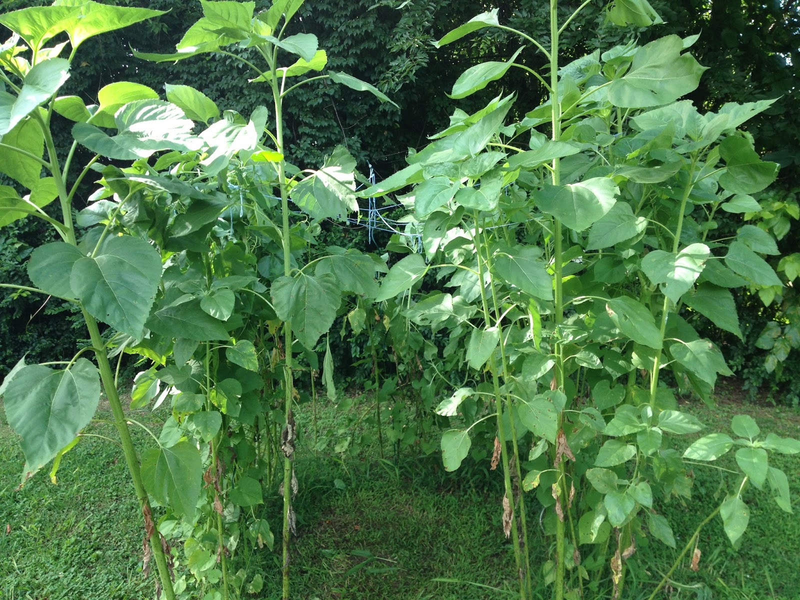 Alexandria's Garden: How to Build a Sunflower House