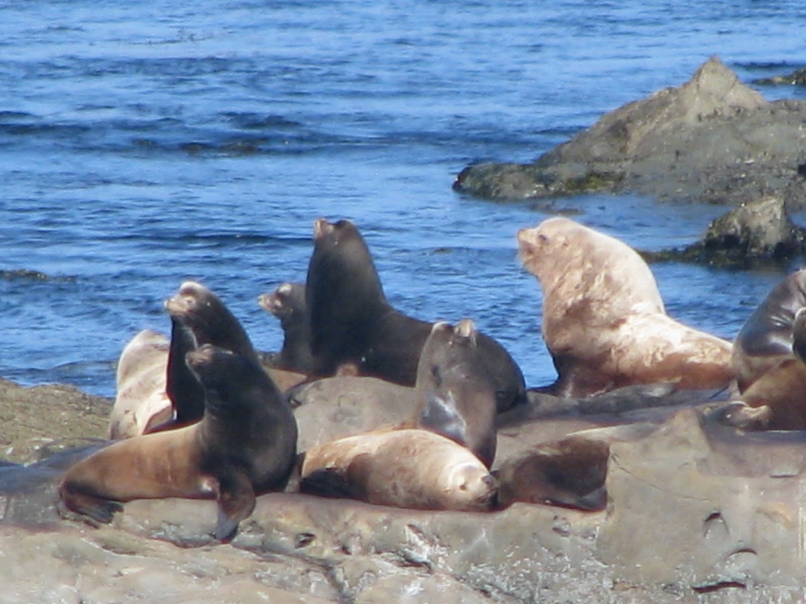 June 6 -9, 2011 – Southern Oregon Coast