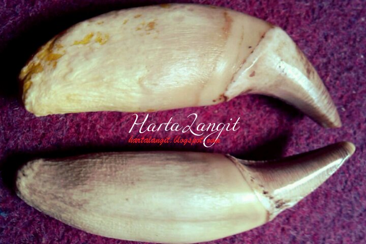 Khasiat ampuh Taring Beruang - Harta Langit