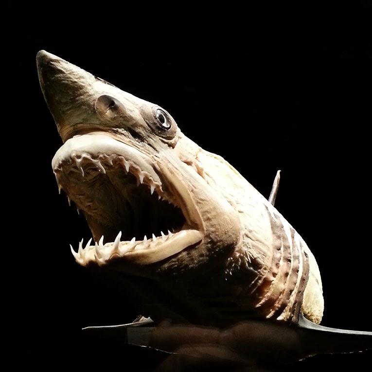 Places and Spaces || The Perot Museum Part 2 - Let's Learn To Sew