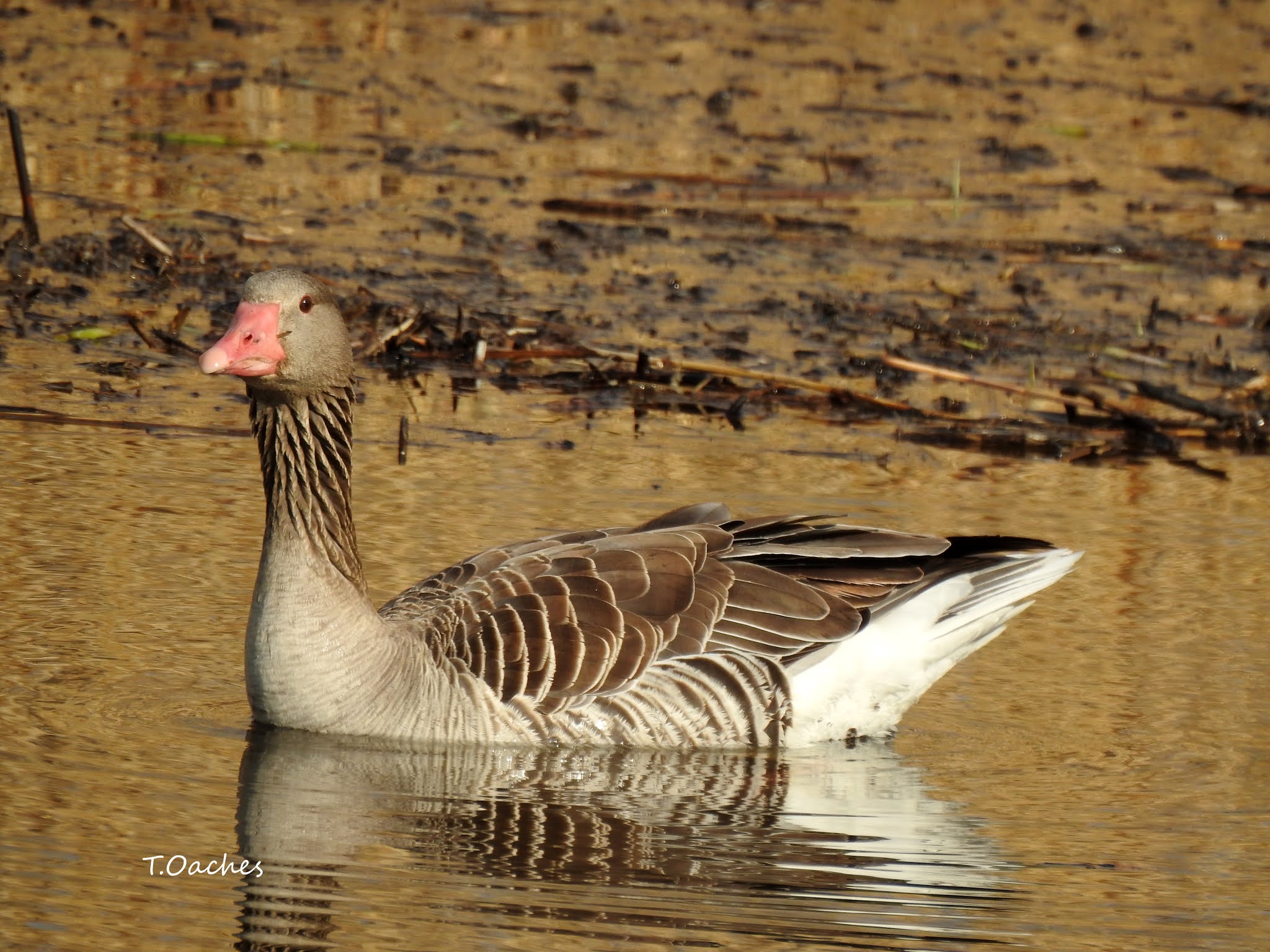 PASARI DIN ROMANIA: GASCA DE VARA, Anser anser