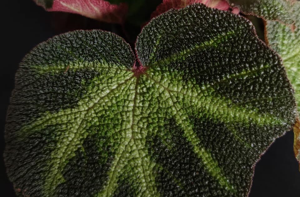 Garden Chronicles of James David: Begonia Soli-mutata / Sun Changing ...