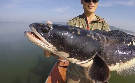 International Fishing News: VIDEO: Giant snakehead fishing in Thailand