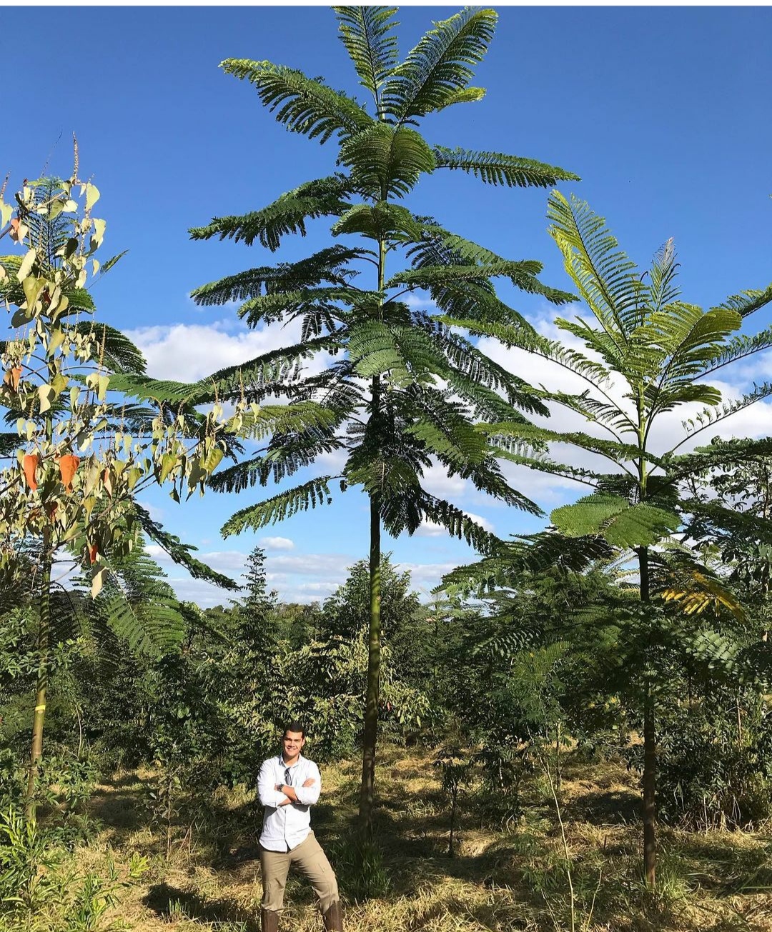 Bibit solobium: Mengenal tanaman solobium