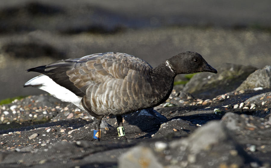 De Vogelkijker!: Het voorzichtige begin van 2020, de eerste vogels van ...