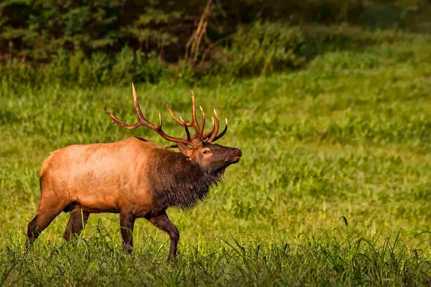 Arkansas Wildlife Photography: Introducing Arkansas Wildlife Photography: Introducing