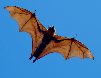 Flying Fox-Malayan