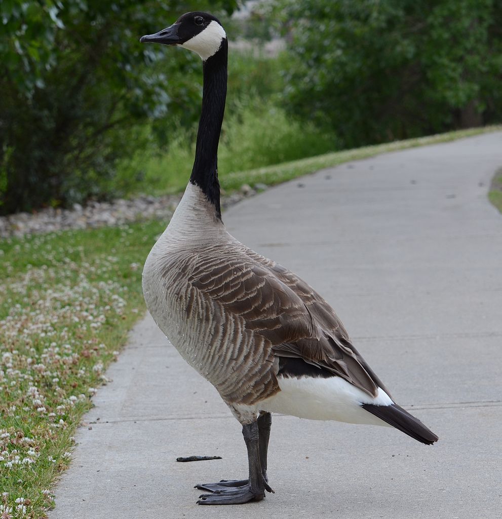 Forest Creek Golf Course Maintenance: TWO DIFFERENT GOOSE PROBLEMS