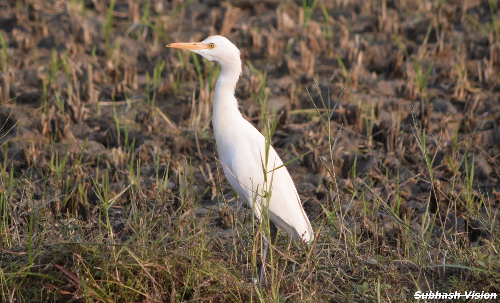 Birds in Bihar: Nagi-Nakti Wildlife Sanctuary: Birders’s Paradise