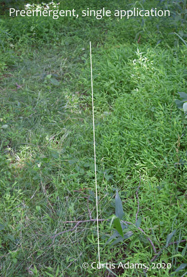 Native Plants with Adams Garden: Getting Ready for Stiltgrass 2021