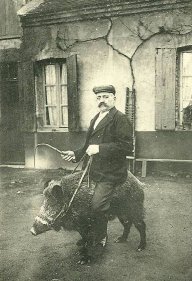 Riding a Pig in the Early 20th Century ~ Vintage Everyday