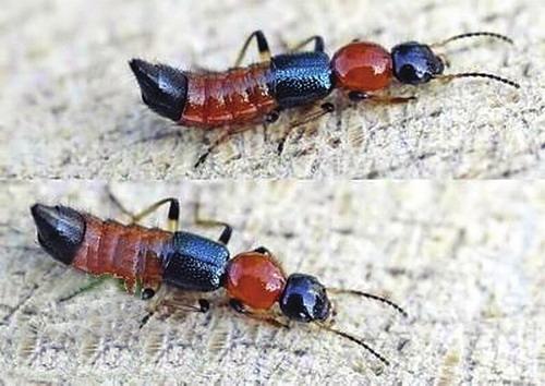 The Acid Bug Ordeal
