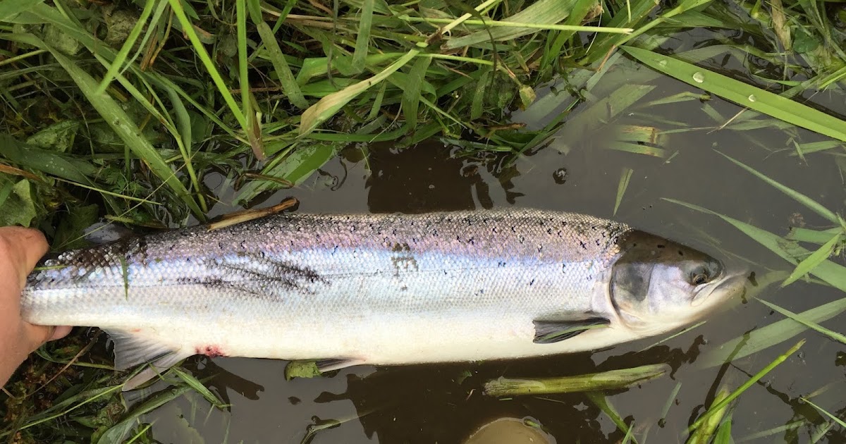 Dee & Don Salmon Fishing: Two Grilse From The River Don