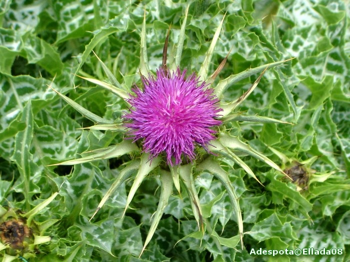 Univers Santé: Le chardon-marie