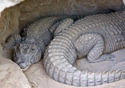 Alligator Interesting Facts - ANIMAL LOVERS