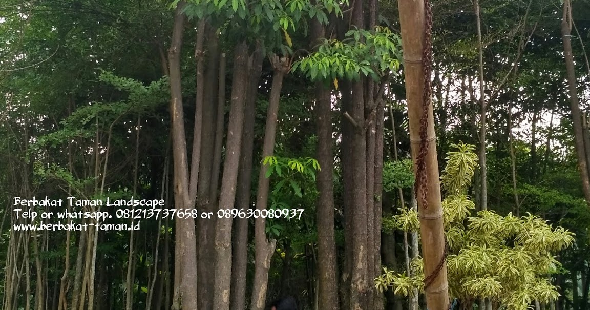 Jual Pohon Pule Pohon Pulay Pohon Peneduh Bonsai Pule Fosil - Tukang ...