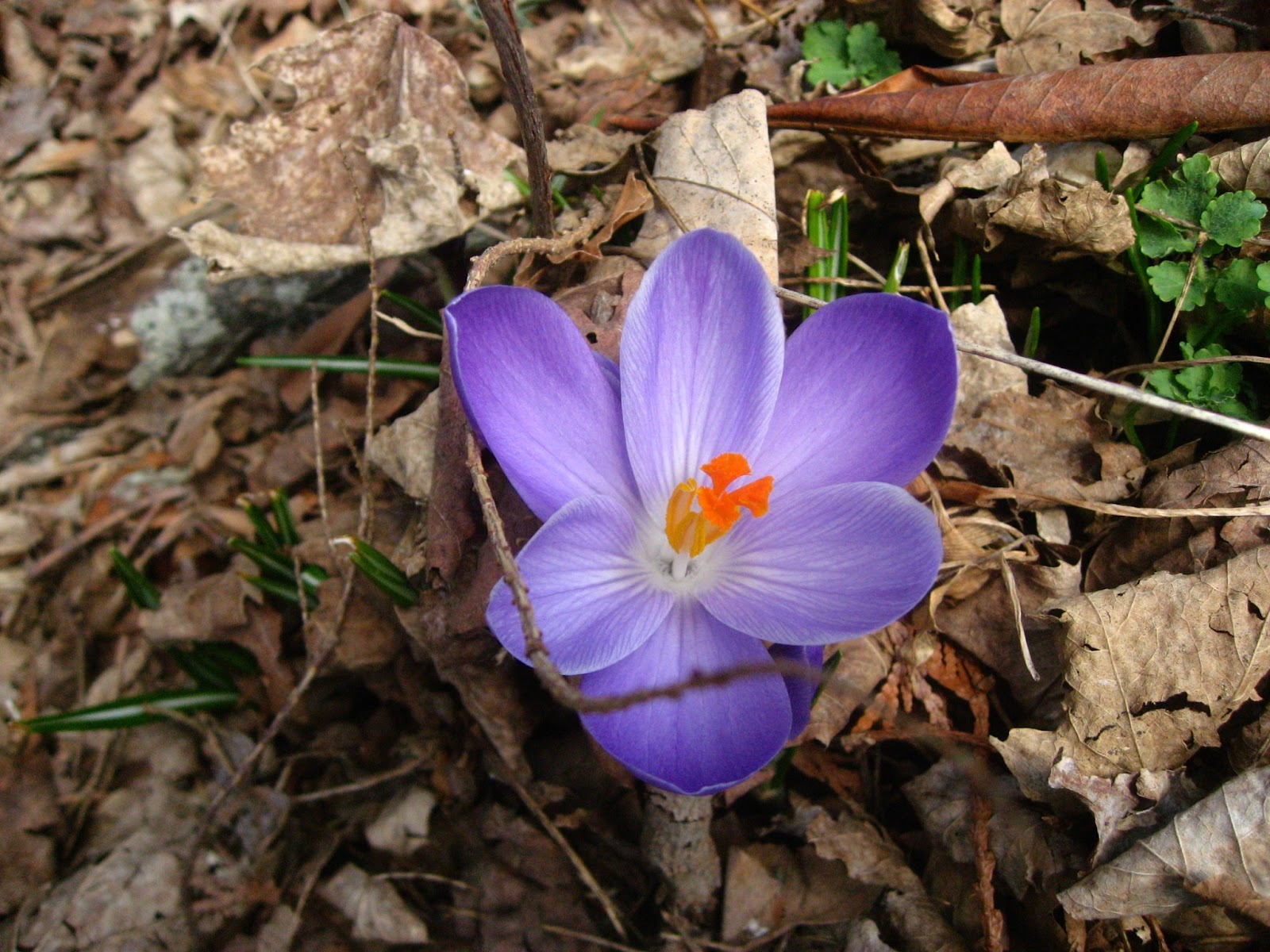 Jiling Lin, L.Ac. • Acupuncturist, Herbalist, Artist: new england spring: magic